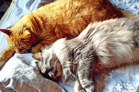 Luxury penthouse cattery in Penarth | Downs-Side Cattery