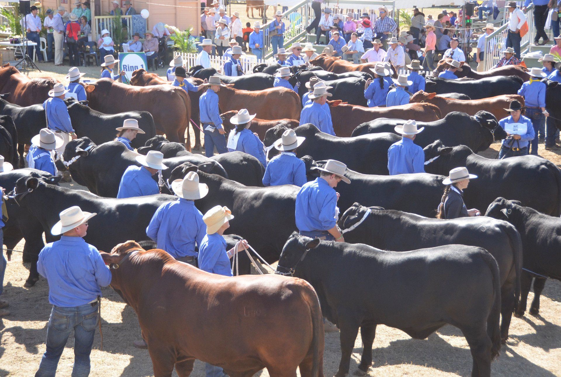 Australian Brangus Cattle Association