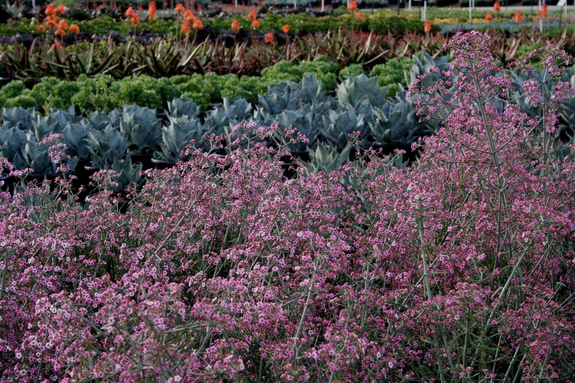 Waterwise Botanicals Nursery & Gardens