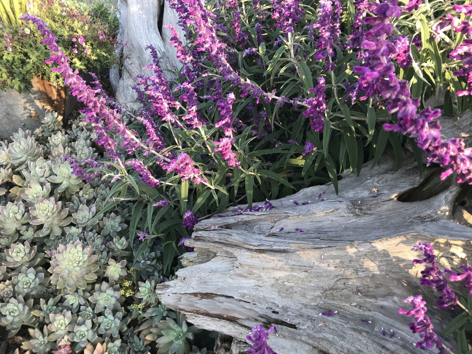 Waterwise Botanicals Nursery & Gardens