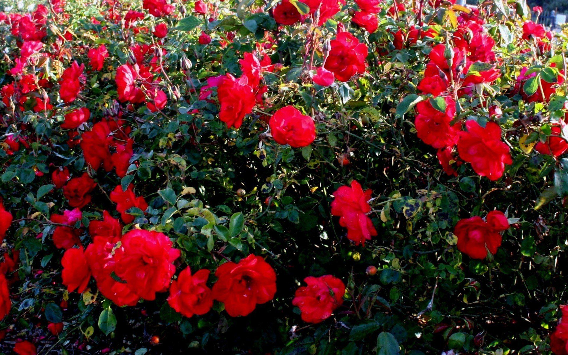 Waterwise Botanicals Nursery & Gardens